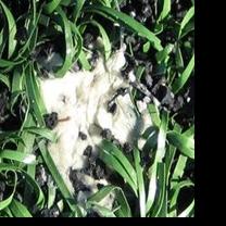 SF Staph Infection Spreads to Parks: Gross! | Archives | sfweekly.com