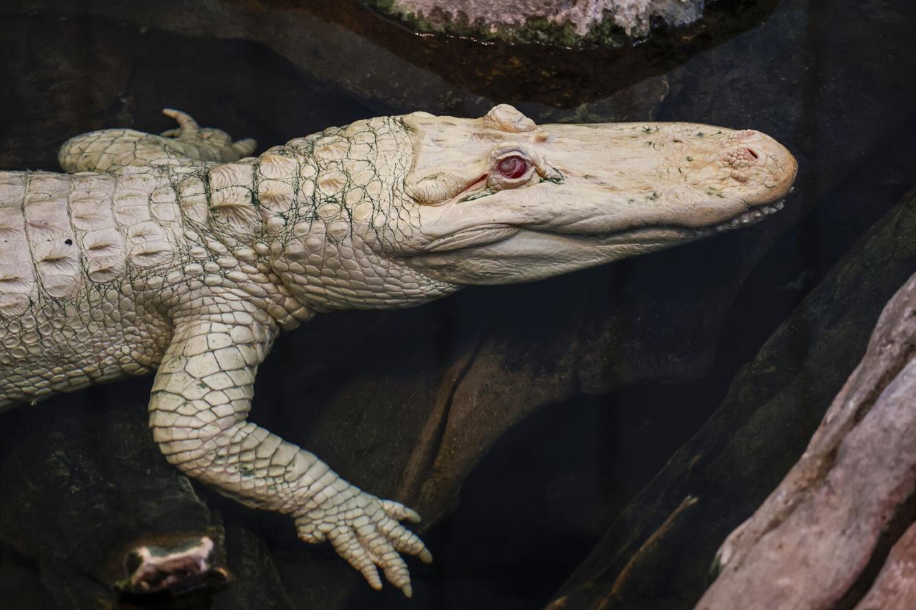 Claude the albino alligator readies for 30th birthday | Museums ...