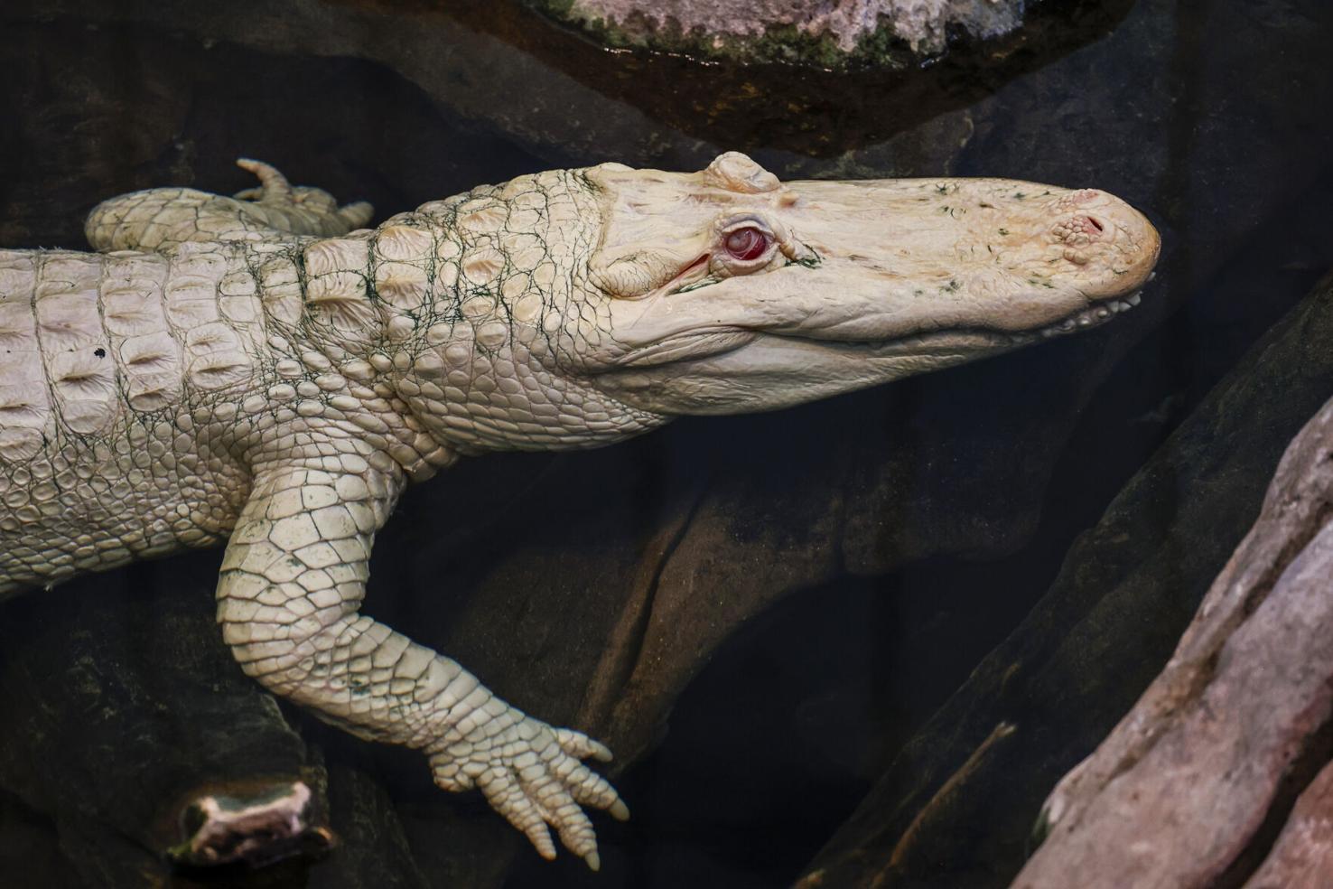 Claude the albino alligator readies for 30th birthday | Museums ...