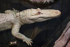 Claude the albino alligator readies for 30th birthday | Museums ...