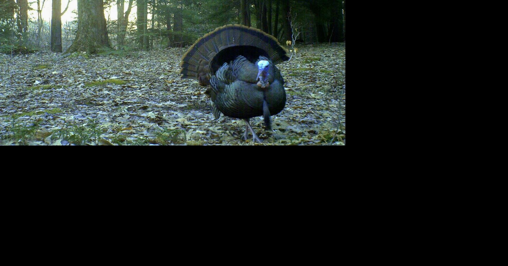 There's still time to bag a spring gobbler | Sports | sharonherald.com