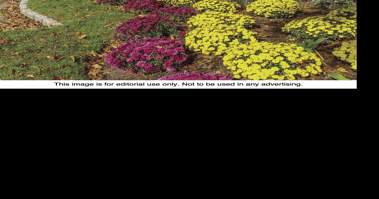 A beginner’s guide to fall planting and maintenance | | sharonherald.com