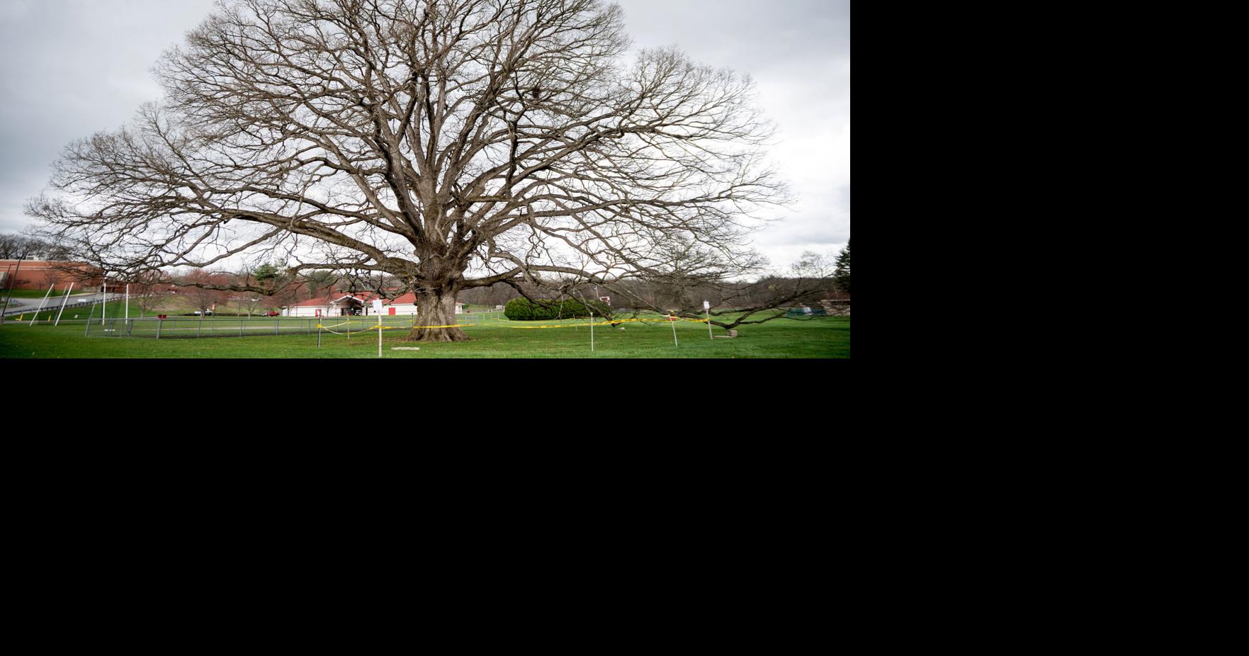 Historic oak tree to be celebrated at West Middlesex schools | News ...