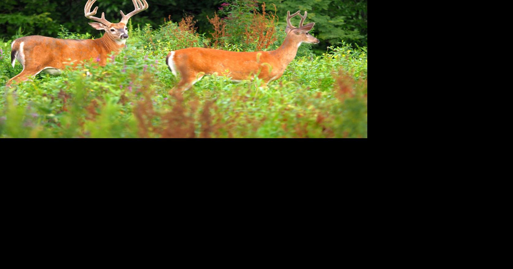 Bear sightings down, local dead deer pickups under pilot program ...