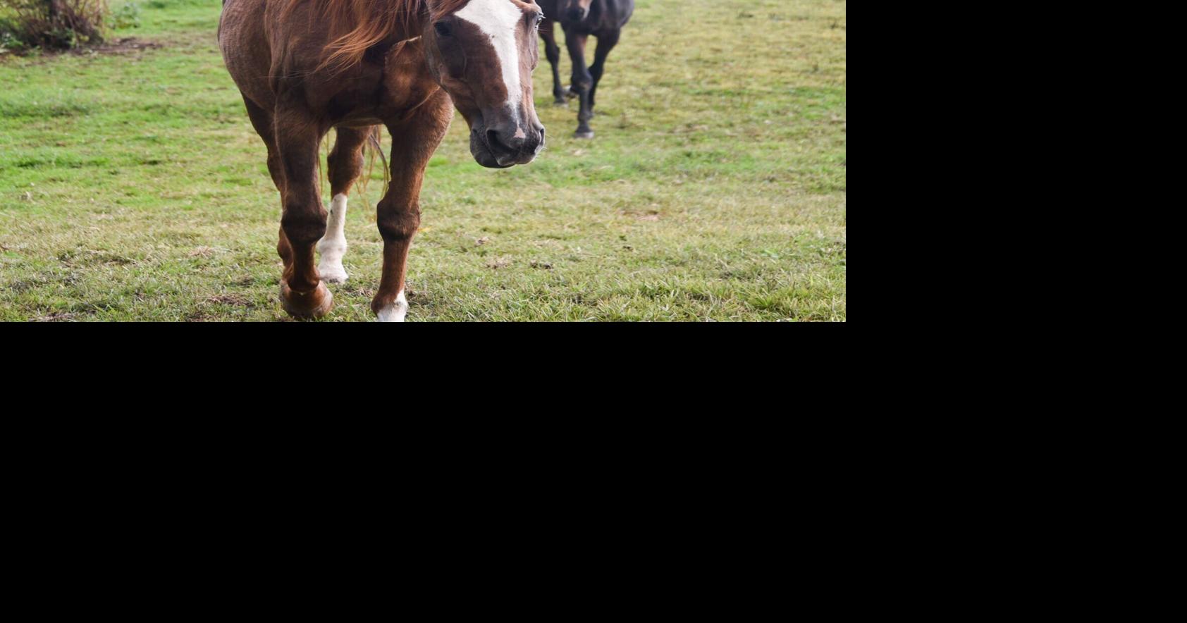 Daughter of iconic horse Secretariat makes home near Cochranton | News ...