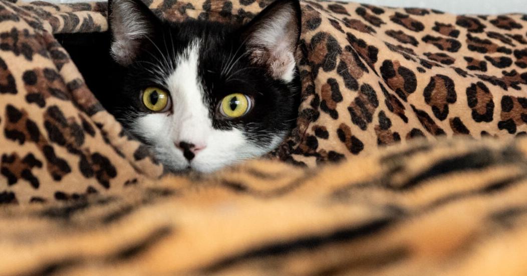 Shenango Valley Animal Shelter is not euthanizing animals, despite ...