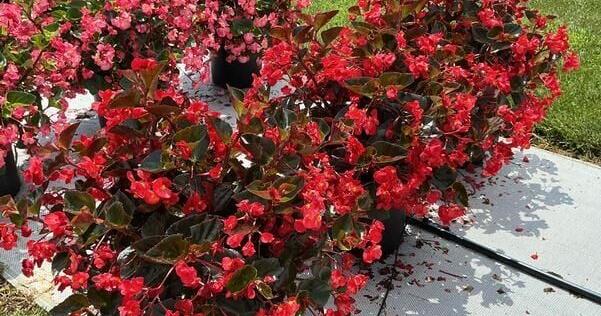 Still in bloom: Penn State Flower Trials mark 90 years | Local News ...