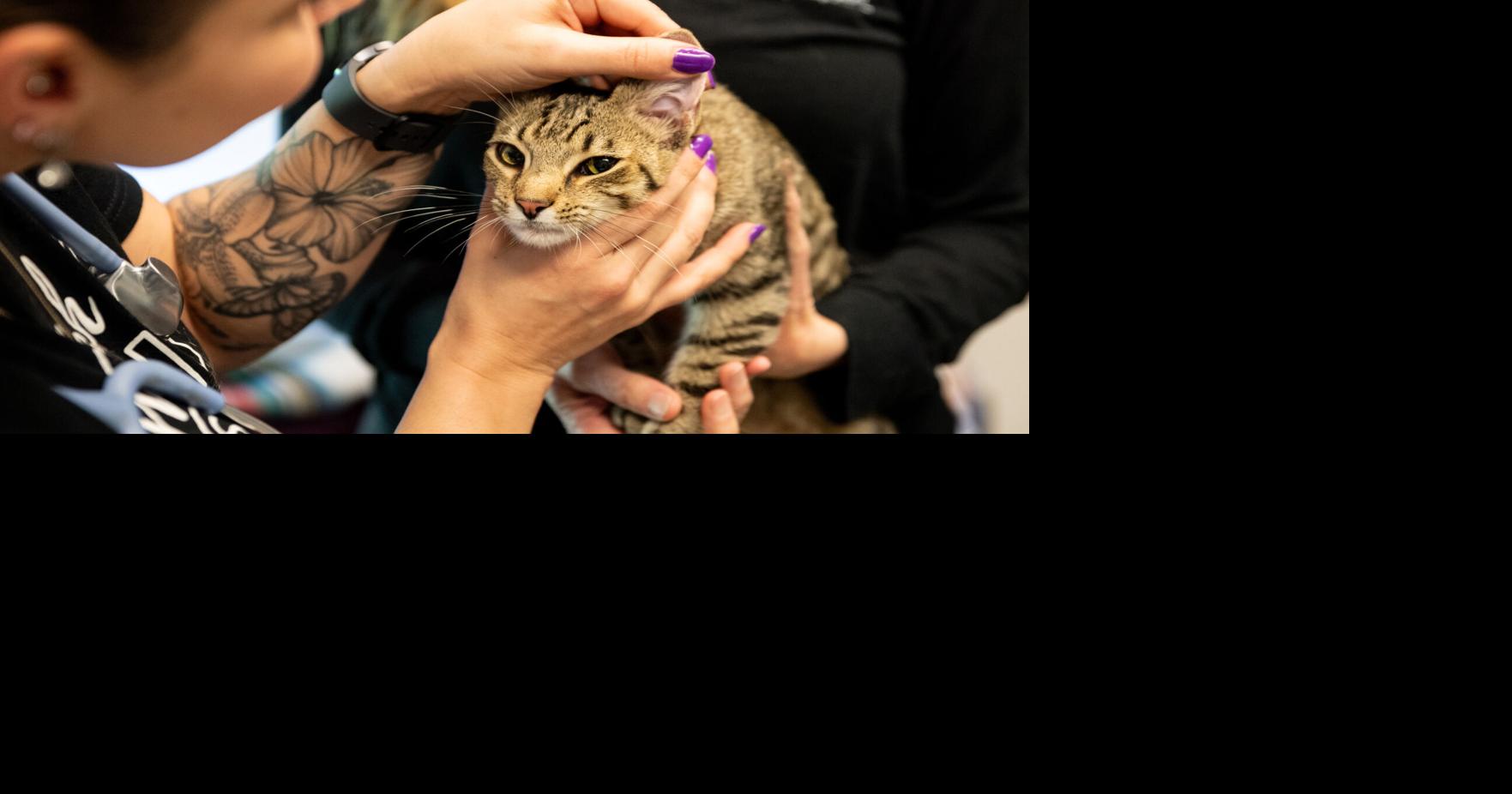 Tails of Hope to celebrate World Rabies Day throughout September | News ...