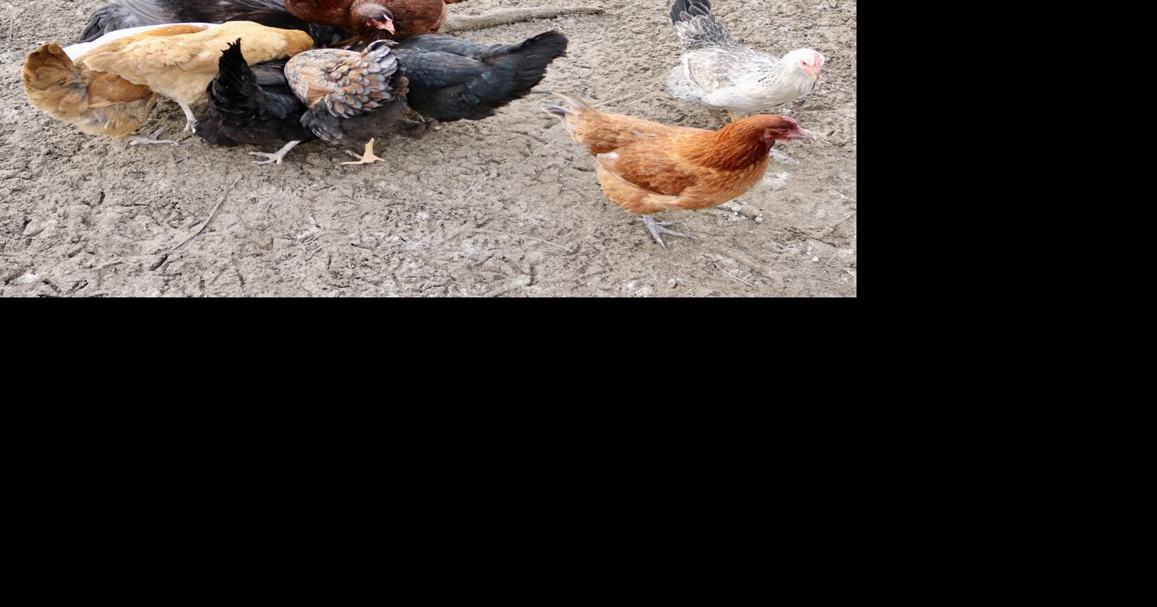 Fowl play isn't at work for soaring egg prices, local farmer says ...