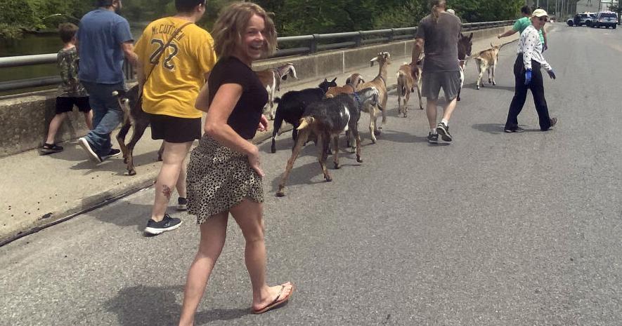 Who let the goats out? | News | sharonherald.com