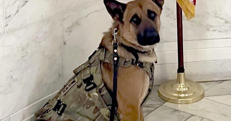 All Paws Matter major fundraiser is April 27 | Local News ...