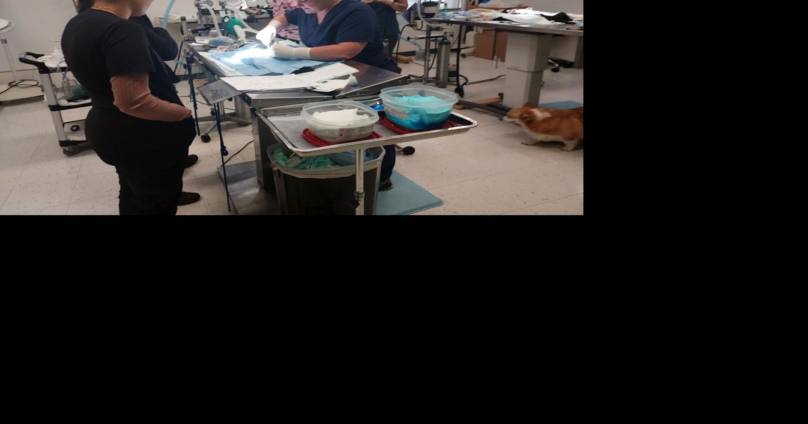 Current and future vet techs get experience at Tails of Hope | News ...