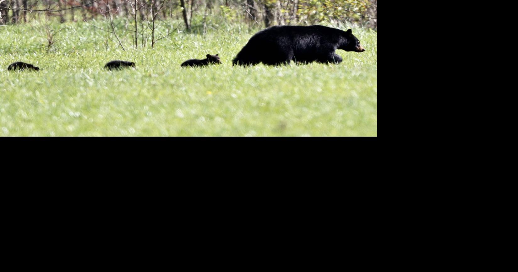 Bear on the loose locally isn't menacing, Game Commission says | Local ...