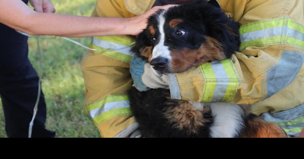 Area firefighters rescue animals during house fire | Police | shipnc.com