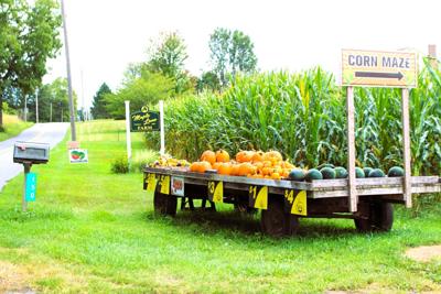 Corn Maze at Maple Lane Farm is Open | Local News | shipnc.com