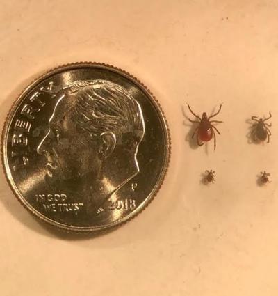 The Black-legged tick nymph: The unseen Lyme culprit | Community News ...