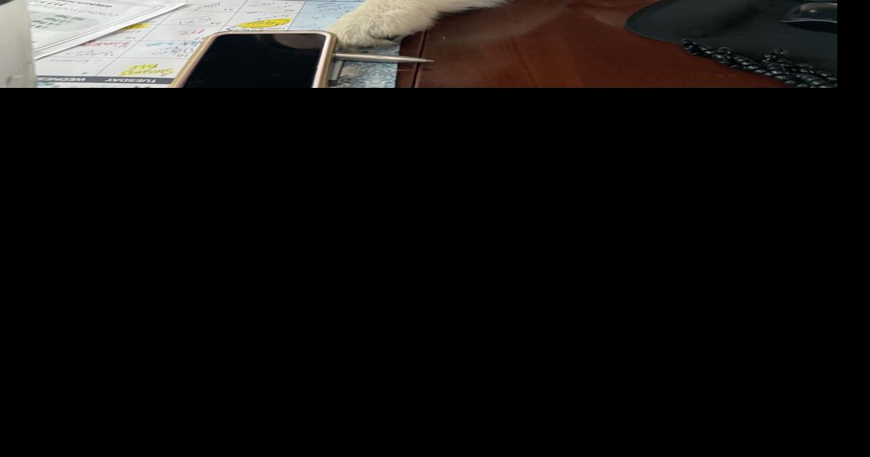 National Puppy Day: March 23 | Community News | shipnc.com