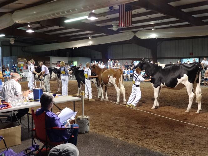 Dickinson Twp. cow takes top honors at Holstein Show | Local News ...