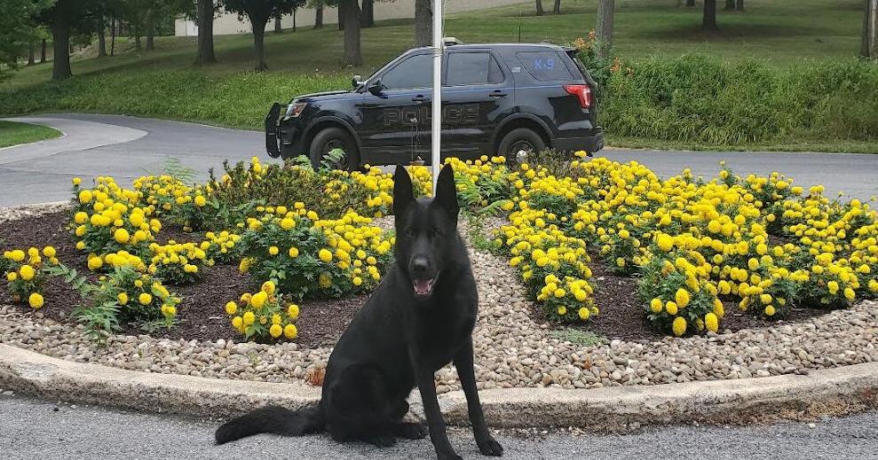 Carlisle, Newville police team up for K-9 Golf Outing | Local Sports ...