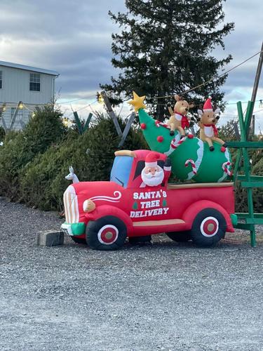 Conaway Pine Haven welcomes all for festive trees | Vts Community News ...