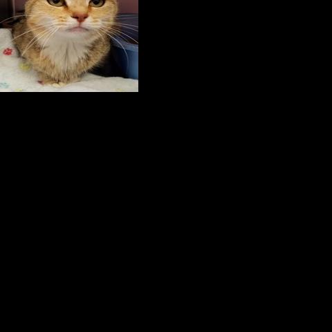 CVAS: A tribute to Denny Hartman, a true animal lover and fighter ...