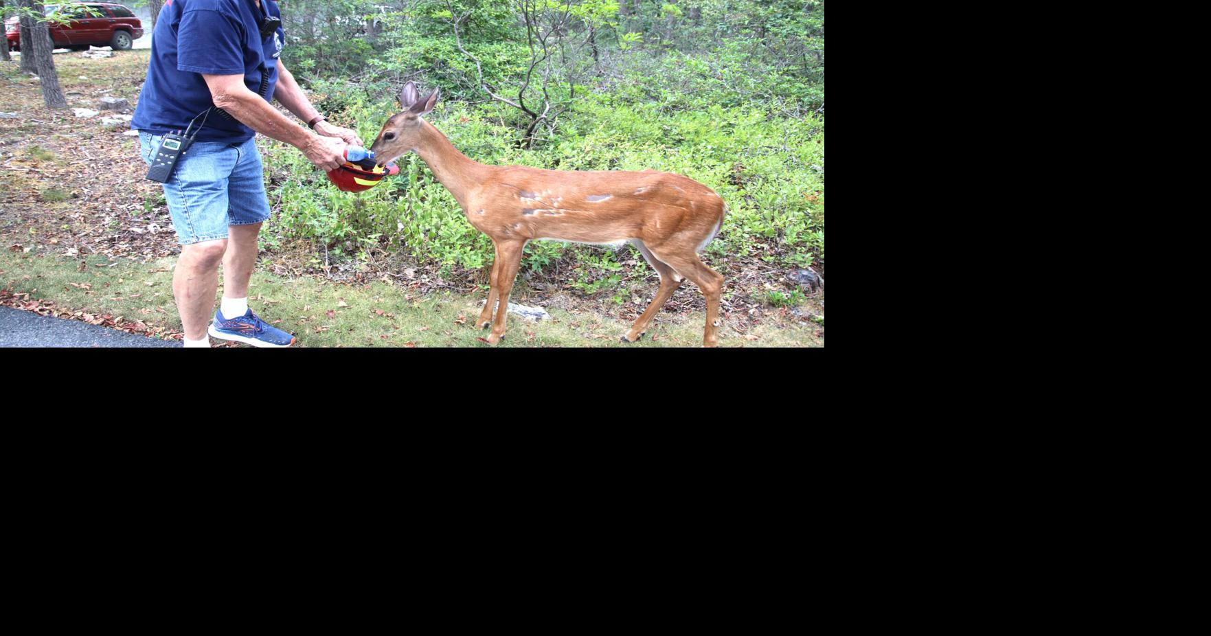 Button Buck Makes New Friends | Vts Community News | shipnc.com