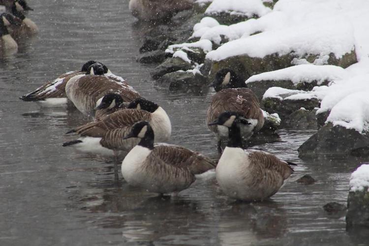 Snow falls in Shippensburg | Community News | shipnc.com