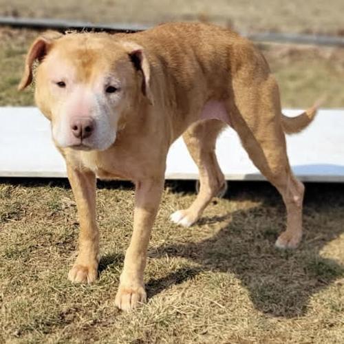 CVAS Shelter News | Cvas | shipnc.com