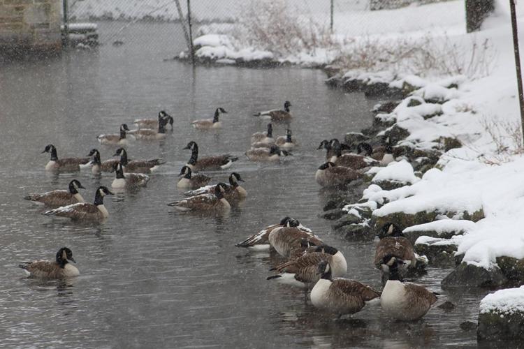 Snow falls in Shippensburg | Community News | shipnc.com