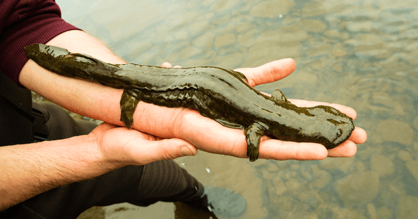 largest hellbender salamander