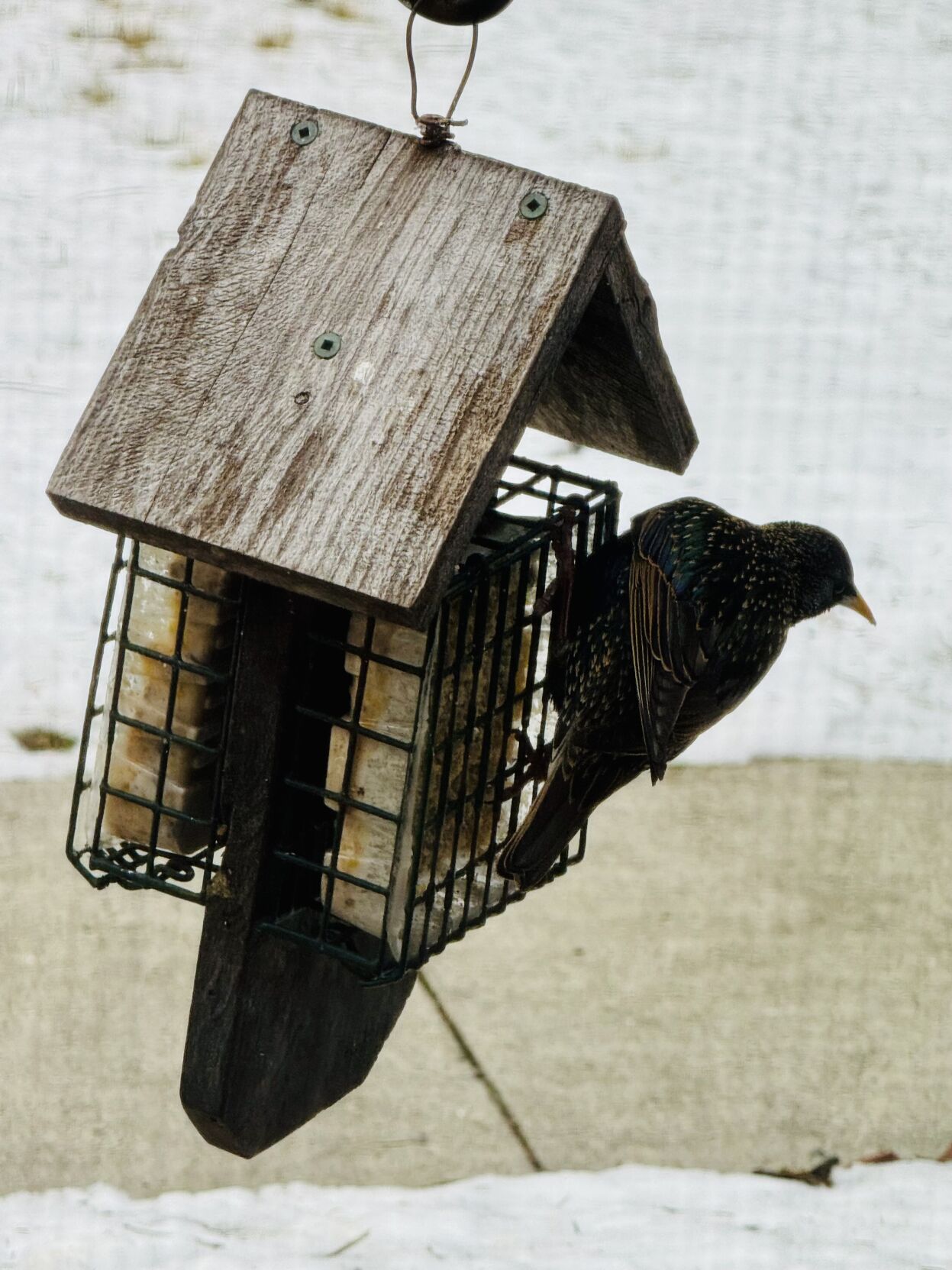 Bird Watchers | | shipnc.com