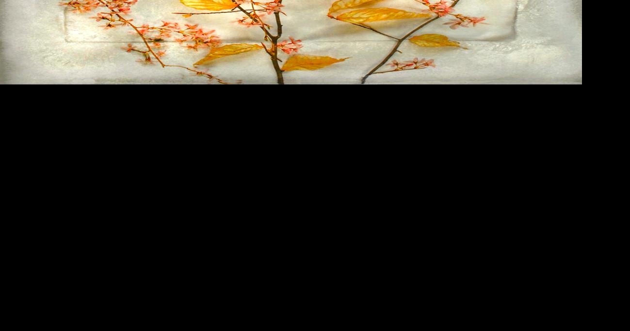 HACC to host virtual photography exhibition of internationally known ...