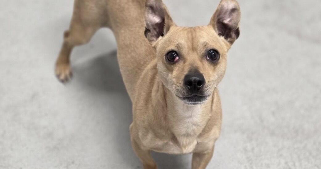 Pet of the week | News | shorelinemedia.net