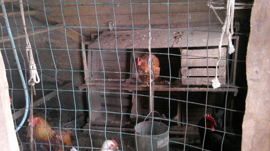 44 animals seized in Manistee County neglect investigation | News ...