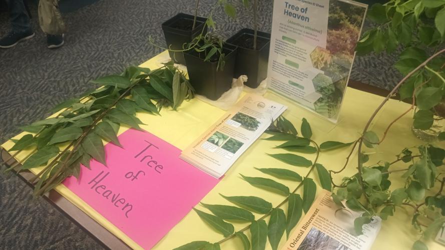 North Country CISMA provides wealth of information on invasive species ...