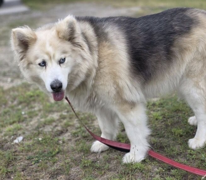 Pet of the Week - Bella | News | shorelinemedia.net