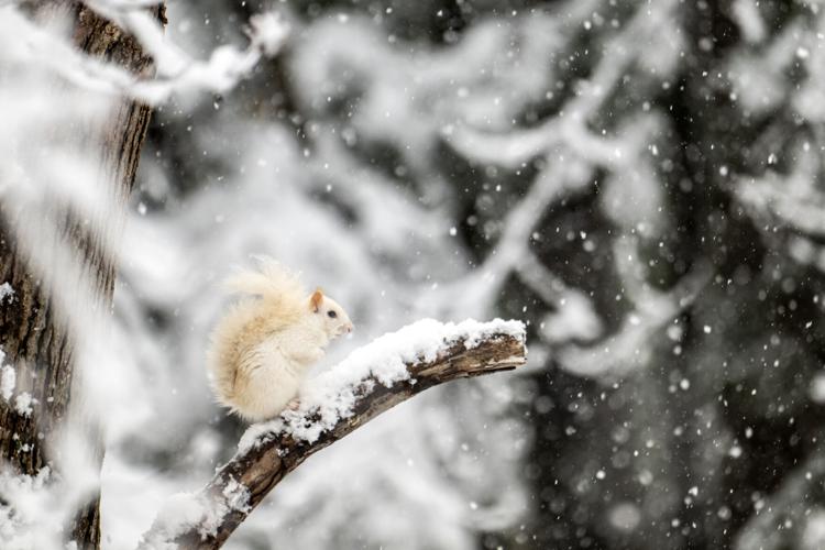 A Winter's Walk on the Wild Side | News | shorelinemedia.net