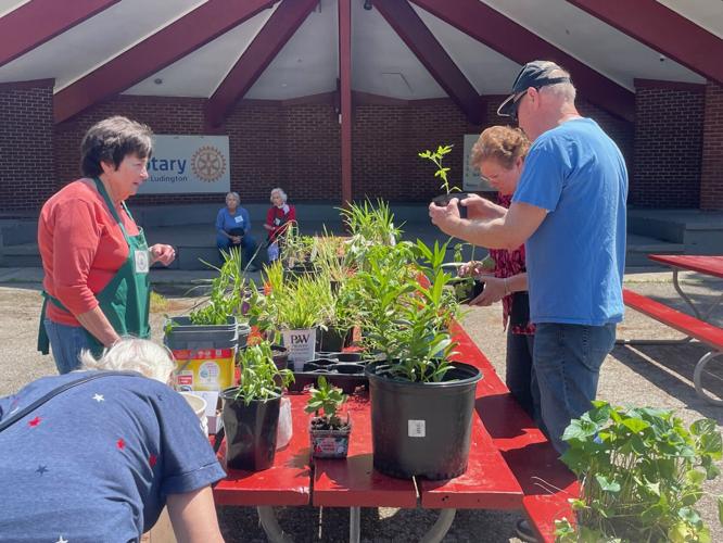Native Plant Sale at Rotary Park | News | shorelinemedia.net