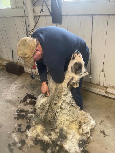 Agnus gets a haircut | News | shorelinemedia.net
