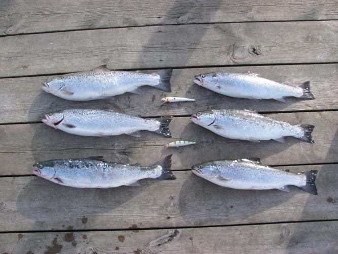 Stickbaits for brown trout | Lifestyle | shorelinemedia.net