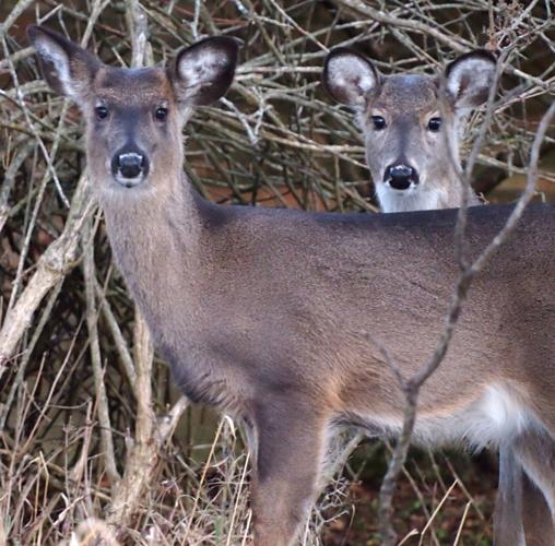 difference between winter and winters