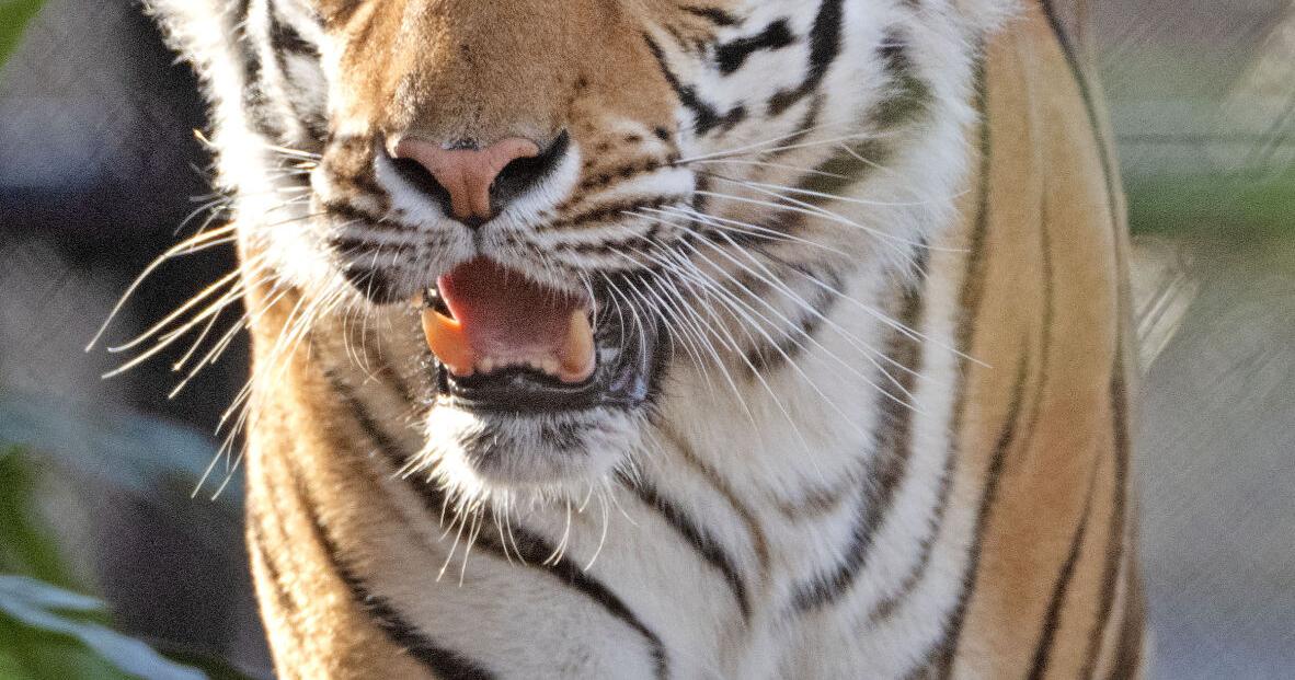 Vote now: Is live tiger at LSU-Bama game a good idea? | LSU ...