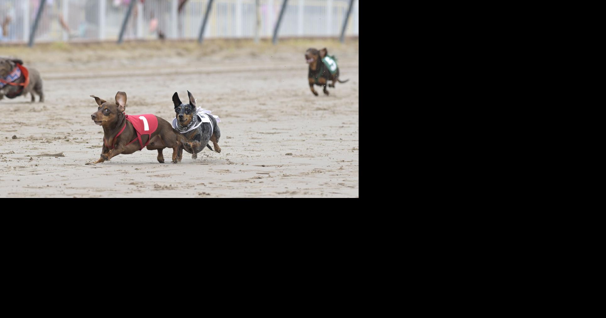 Photos: Scenes from Wiener Dog Races 2025 in Bossier City | News ...