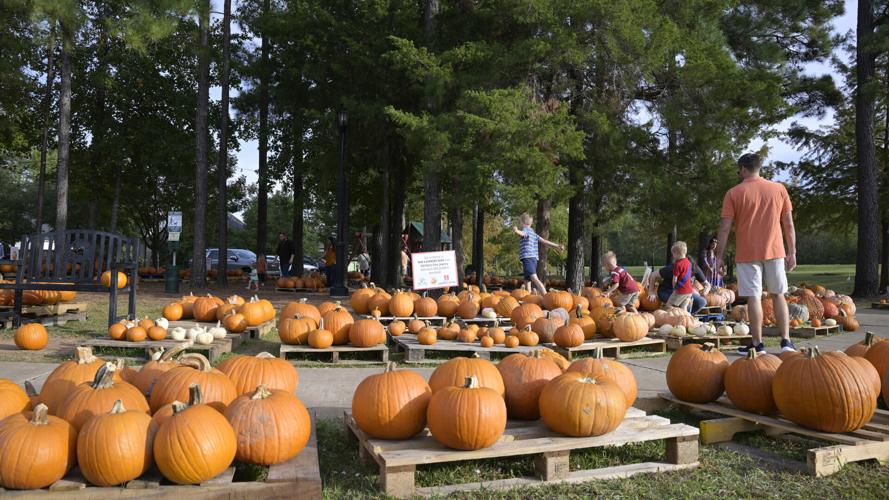 Photos: Picking out pumpkins at a patch in Provenance | News ...