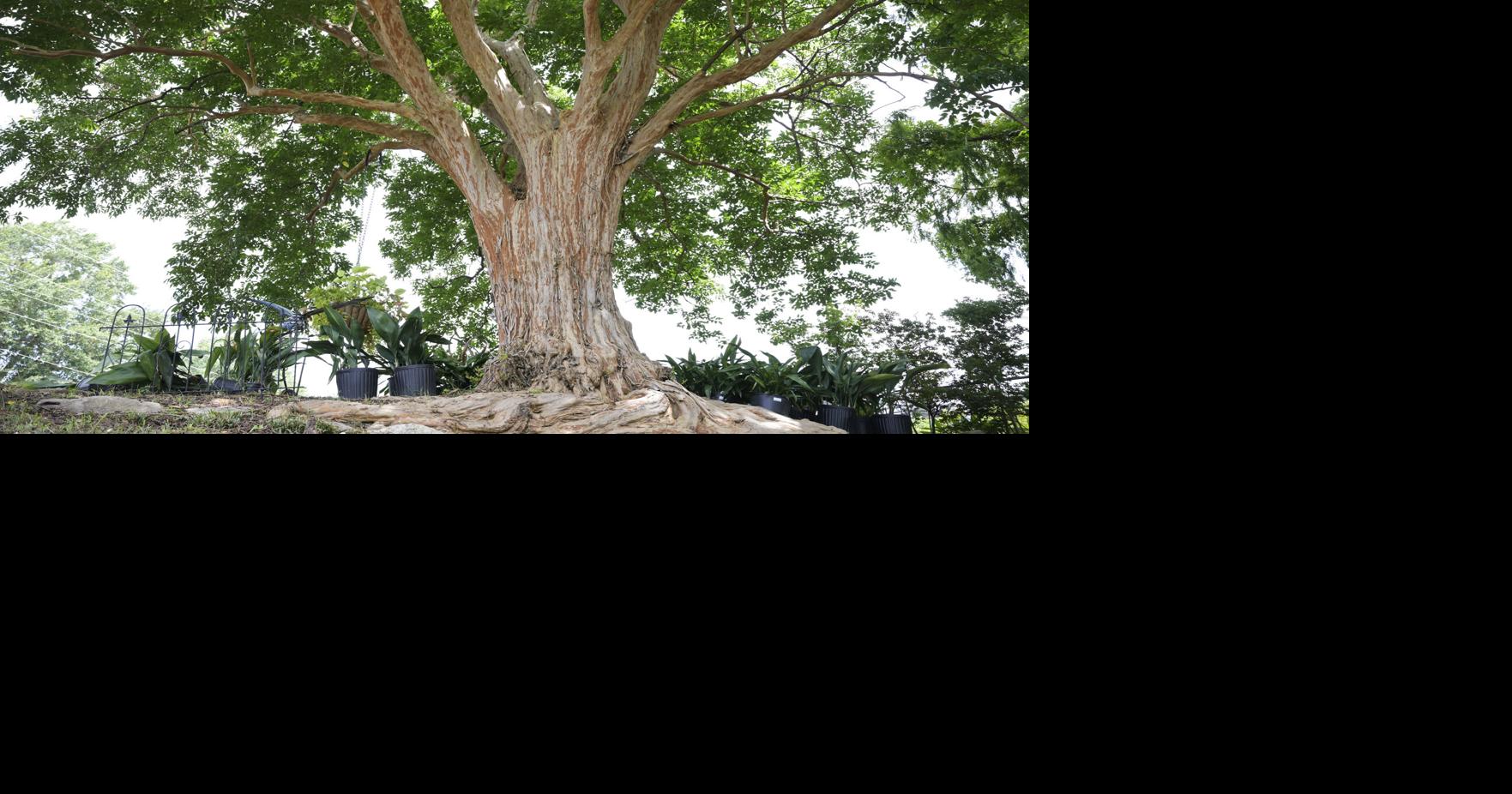 Largest crape myrtle in Louisiana is in Shreveport | Curious Louisiana ...