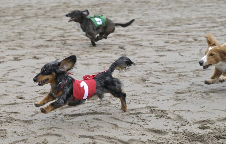 Horse, wiener dog races at Louisiana Downs Labor Day weekend | News ...
