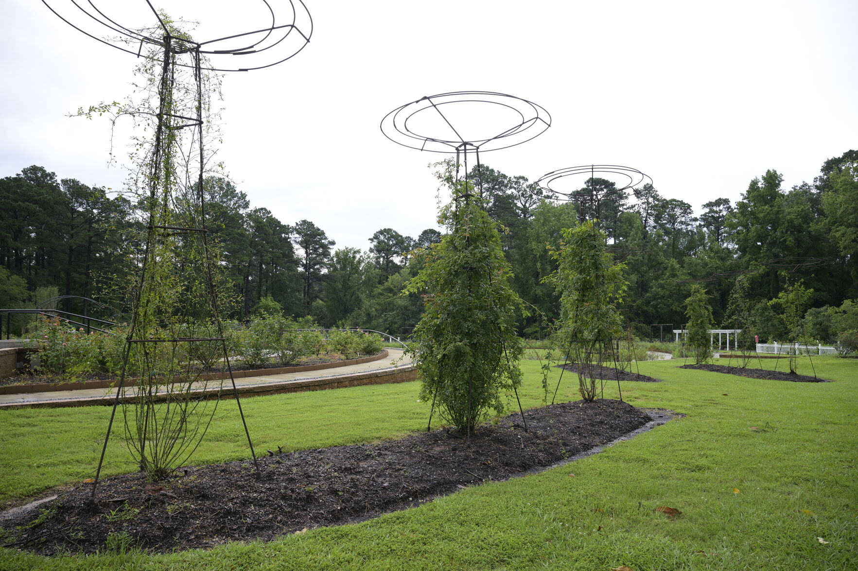 Historic rambler rose lost to time is back in Shreveport LA | Curious ...