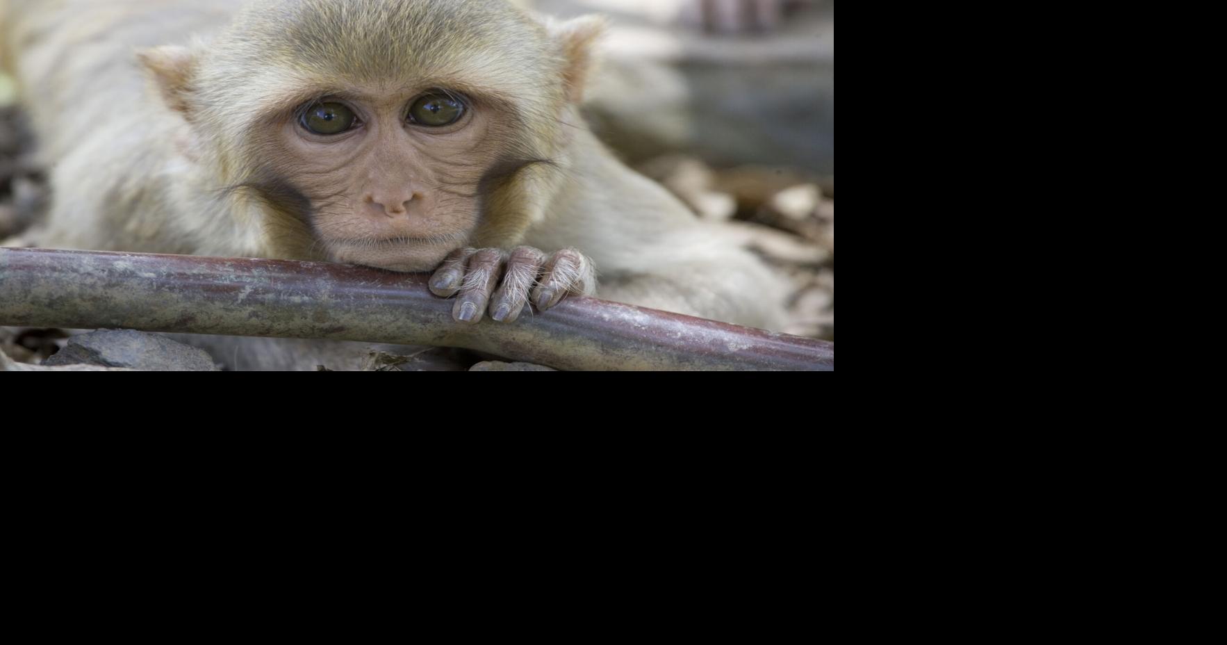 Two Louisiana residents accused of monkey torture conspiracy | News ...