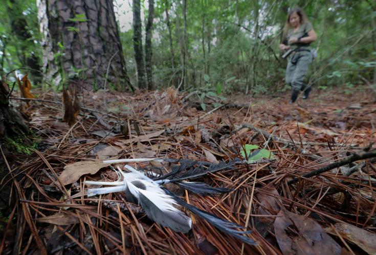 Meet the protector of the northshore’s swallow-tailed kites | News ...