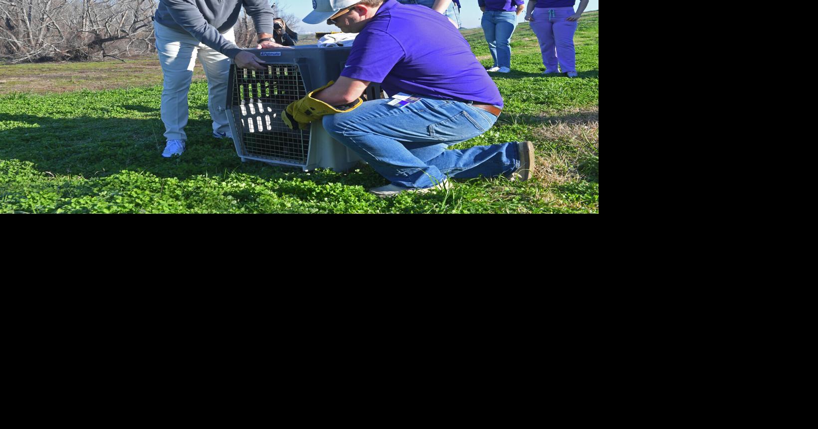 LSU's Brian Kelly releases his first bald eagle into wild | LSU ...